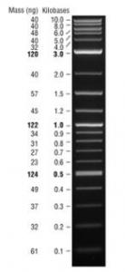 1 kb Plus DNA Ladder 1 kb Plus DNA Ladder|基因有限公司