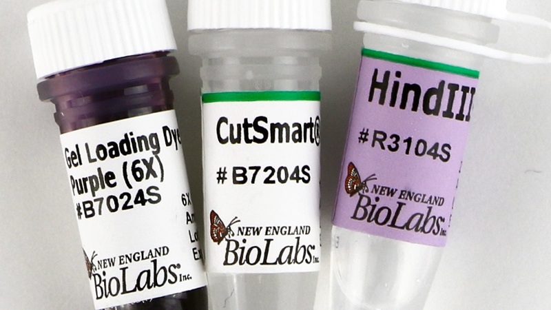 高保真限制性内切酶HindIII-HF® HindIII-HF®|基因有限公司