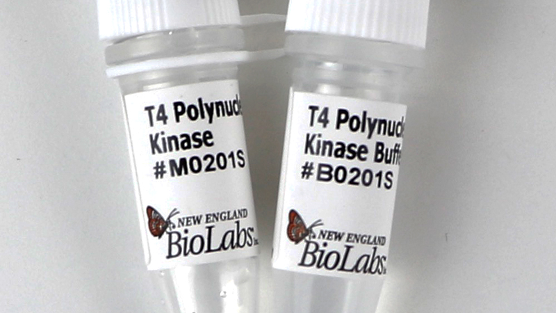 T4 Polynucleotide Kinase - 250 units - 基因商城