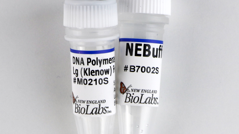 DNA Polymerase I, Large (Klenow) Fragment - 1000 units - 基因商城