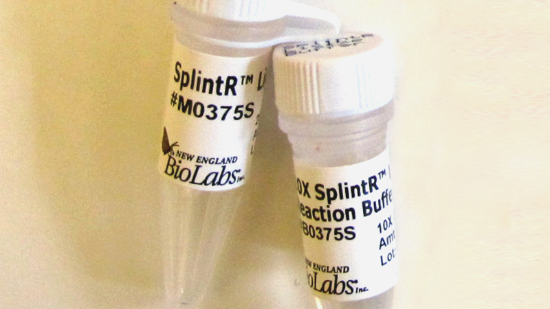 SplintR® 连接酶 SplintR Ligase|基因有限公司