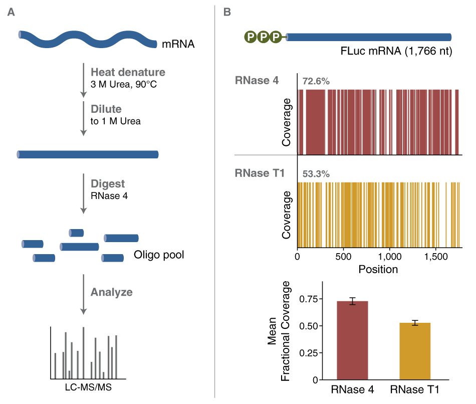 RNA 内切酶 RNase 4|基因有限公司